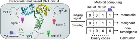 Intracellular Entropy‐driven Multi‐bit Dna Computing For Tumor