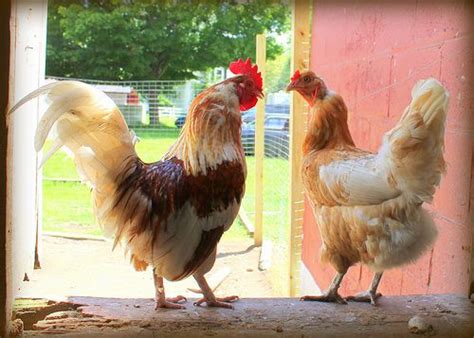 Rooster And Chicken Rooster Chickens Hens
