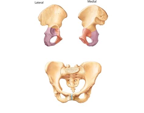 Os Coxae Labeling Quiz