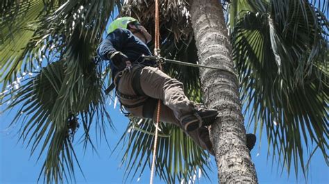 Staying Safe While Trimming Trees Edison International Newsroom