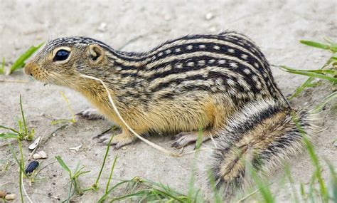 Thirteen Lined Ground Squirrel Alchetron The Free Social Encyclopedia