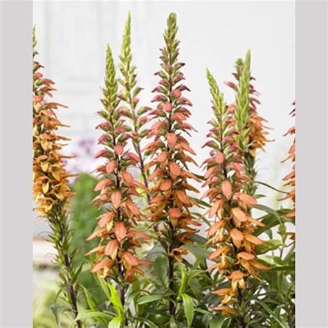 Foxglove Canary Islands Bella Friends School Plant Sale