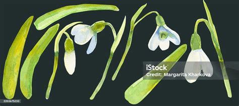 수채화 Snowdrop 세트입니다 Snowdrop 또는 Galanthus 꽃은 어두운 배경에 고립되어 있습니다 첫 봄 야생화와 함께 손으로 그린 수채화 0명에 대한 스톡