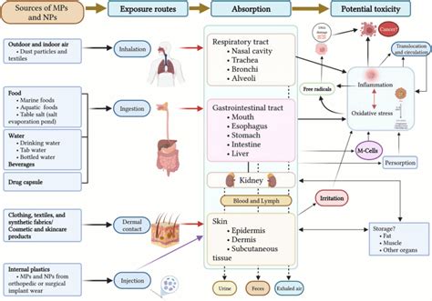 Exposure Routes And Impacts Of Microplastics