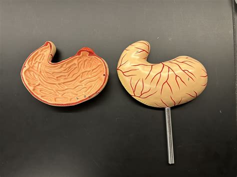 Stomach Diagram Quizlet