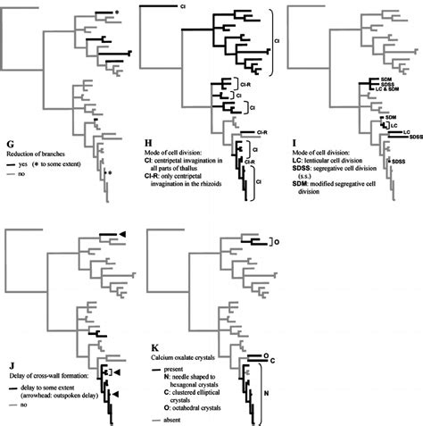 Character Mapping On The Strict Consensus Mp Tree Download Scientific Diagram
