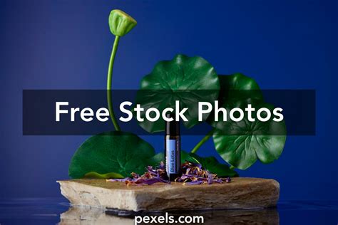 Dottera Photos, Download The BEST Free Dottera Stock Photos & HD Images