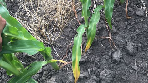 Nitrogen Fertilizer Stabilizers In Corn Cropwatch Nebraska
