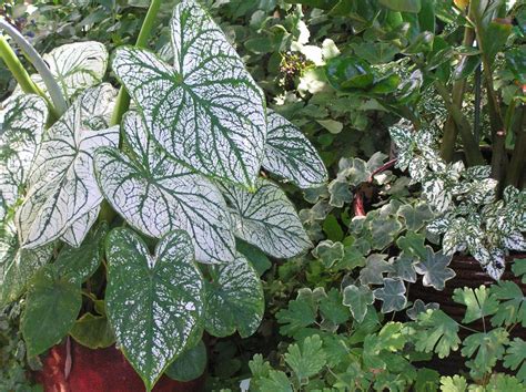 Caladium Bicolor High Plains Gardening