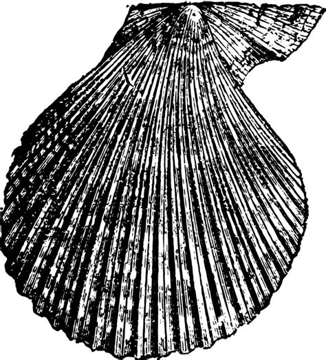 Pecten Varius Vintage Illustration 35365155 Vector Art At Vecteezy