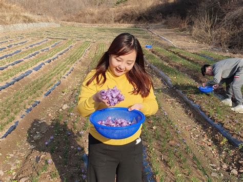 서피란 사프란 향신료의 여왕
