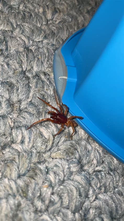 What Is This Spider Found In Basement In Nj R Whatisthisbug