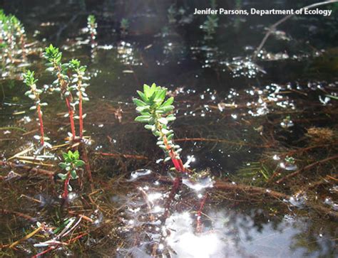 Washington State Noxious Weed Control Board