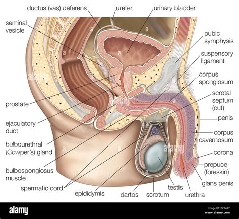 Bulbourethral Gland Cadaver
