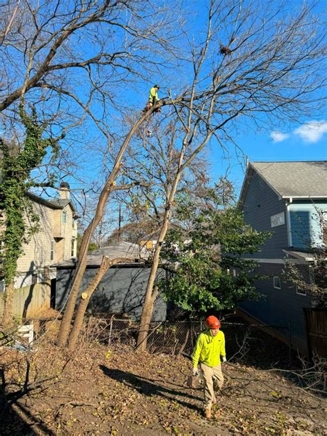 A Brief Summary Of The Georgia Tree Laws Green America Tree Care