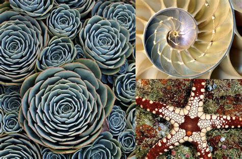 Draw Beautiful Fractals With Scratch