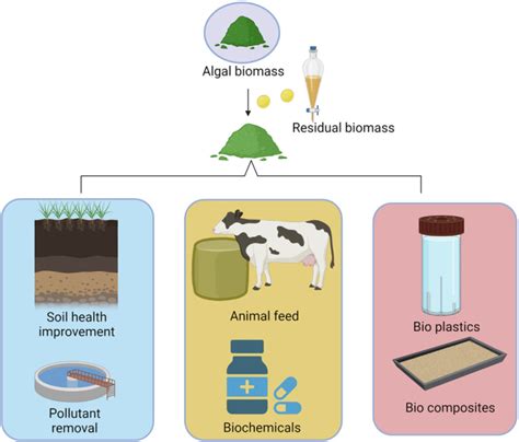 Residual Biomass Valorisation For Environmental And Value Added