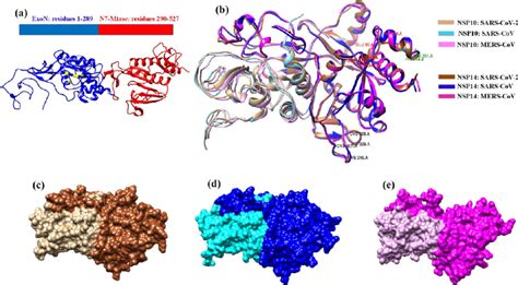 Cartoon Representation Of A The Sars Cov 2 Nsp14 Structure Containing Download Scientific