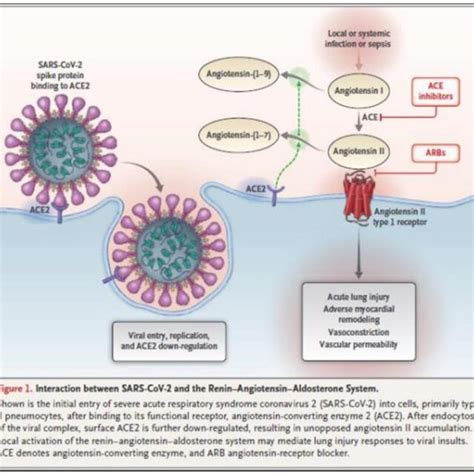 Interaction Of Sars Cov2 With Raa On The Surface Of The Ace2 Receptor Download Scientific Diagram