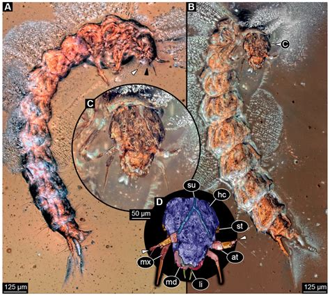 Possible Fossil Larvae Of Staphylinidae From Kachin Amber And A