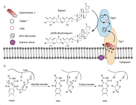 Preliminary Model For Digoxin Metabolism By Cgr1 And Cgr2 A Proposed Download Scientific