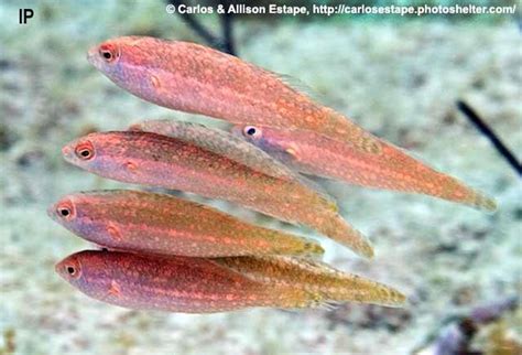 Peces Costeros Del Gran Caribe Sistema De Información En Línea Gallery