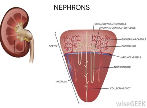 Nephro Pathophys Lect 1 Flashcards Quizlet Nephro Pathophys Lect 1 Flashcards Quizlet