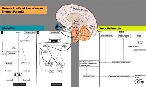 Oculomotor Dysfunction A Clinical Synopsis Vision Science Academy