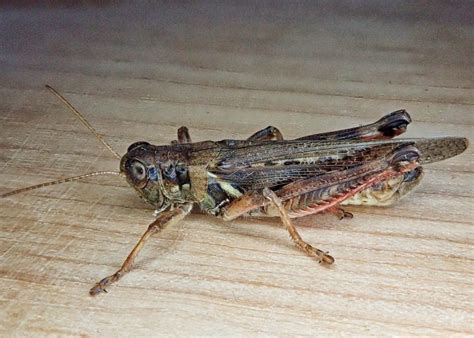 Melanoplus Sanguinipes Migratory Grasshopper 10000 Things Of The Pacific Northwest