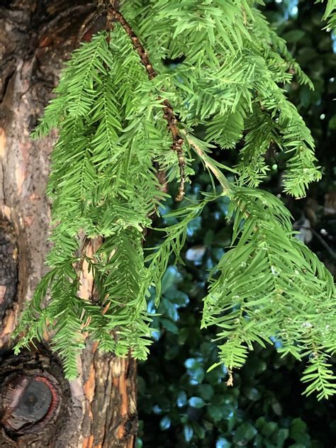 Bald Cypress Tree Leaf Identification