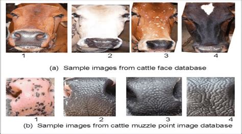 illustrates the face and muzzle point image database of cattle download scientific diagram