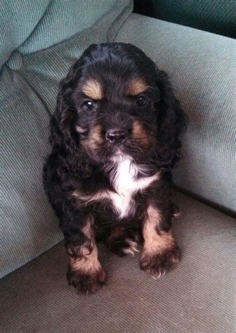 American Cocker Spaniel Louie Joe Cocker Penny Lane Cocker Spaniels In Fort Atkinson Wi