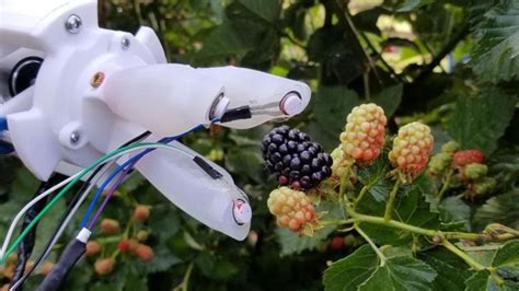 How Fruit Farming With Ai Driven Robots Can Benefit Farmers Agromoris