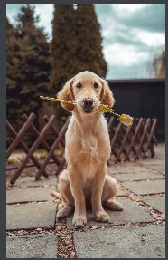 Read Images In Python Using OpenCV AskPython