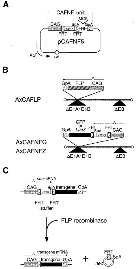 Transgene Activation Strategy Mediated By Flp Recombinase A