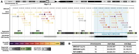 The Pleiotropic Spectrum Of Proximal 16p112 Cnvs The American Journal