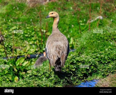 Adult Female Upland Goose Rear View With Head In Side Profile Standing