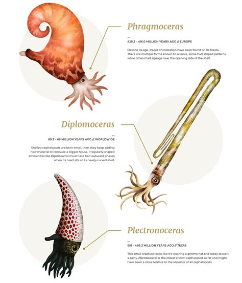500 Million Years Of Cephalopod Fossils On Behance