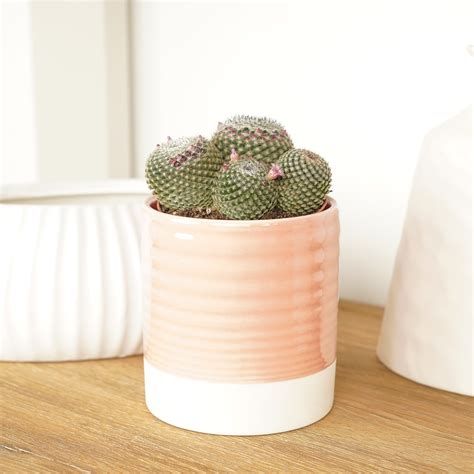 Owl Eye Cactus Superfina And Mammilaria Microthele Var Superfina