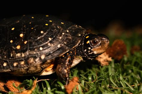 Genetic Testing Paves The Way For Spotted Turtles Wild Reintroduction