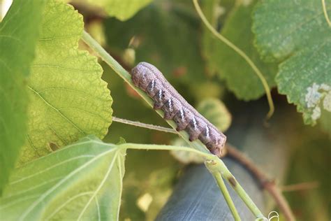Achemon Sphinx Moth Caterpillar Renee Grayson Flickr
