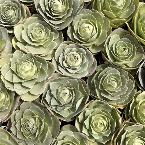 Mountain Rose Succulent Etsy