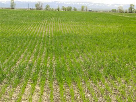 Northcentral Montana Msu Extension Pythium Root Rot