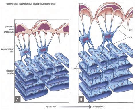 A Baseline Iop B Increased Iop Cell Processes Project From