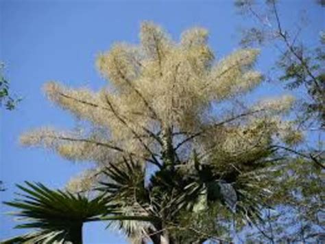 Natural Corypha Umbraculifera Seeds Packaging Type Packet Packaging Size 1 Kg At Best Price