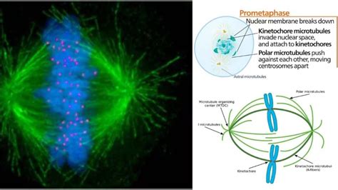 Mitochondria Definition Origin Structure Functions Biology Notes Online