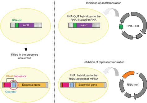 Rna Based Selection Markers Download Scientific Diagram