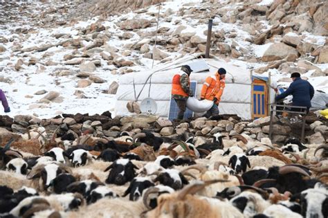 World Vision Mongolia On Linkedin Дэлхийн Зөн Монгол ОУБ зудын гамшигт өртсөн 16 000 гаруй хүнд