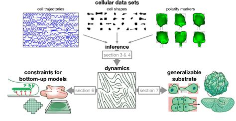 Figure 1 From Learning Dynamical Models Of Single And Collective Cell Migration A Review