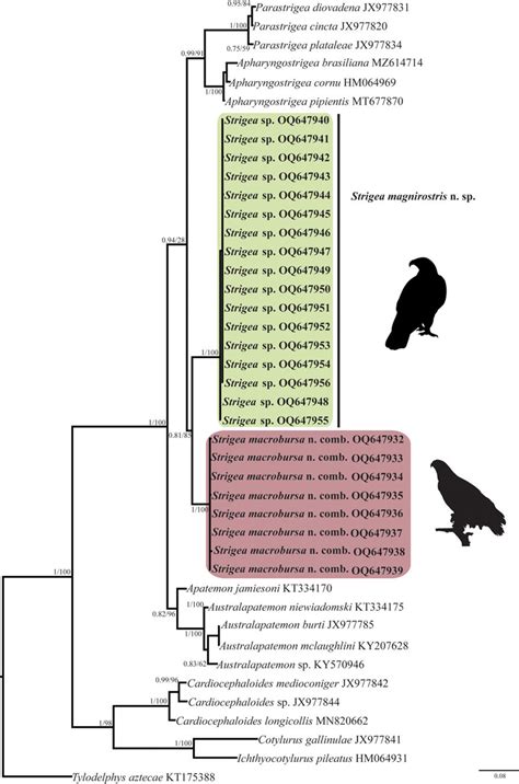 phylogenetic trees inferred with maximum likelihood ml and consensus